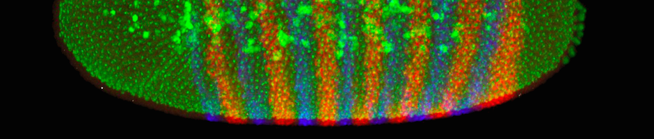Protocol: Visualizing Gene Expression | Method Protocol: Visualizing Gene Expression | Method